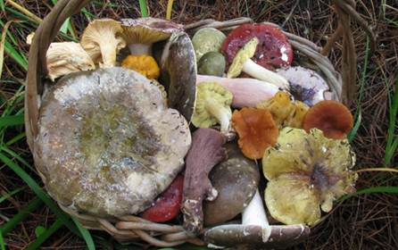 Take Foraging to the Next Level at Timber Cove | The Chatterbox ...