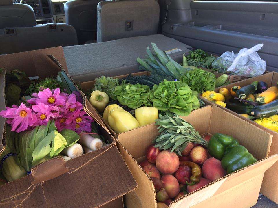 PSA: What to Do With Extra Holiday Food and Other Ways to Help Out this ...