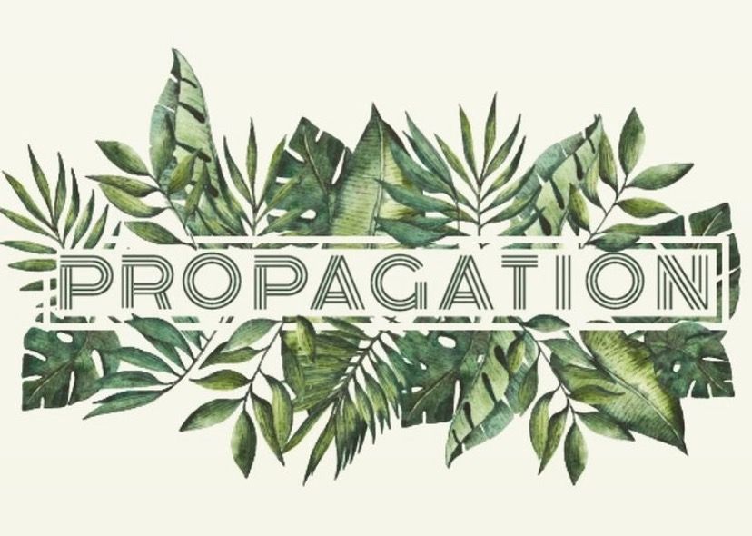 Planting Seeds: Propagation Bar Is Opening Soon in Lower Nob Hill | The ...